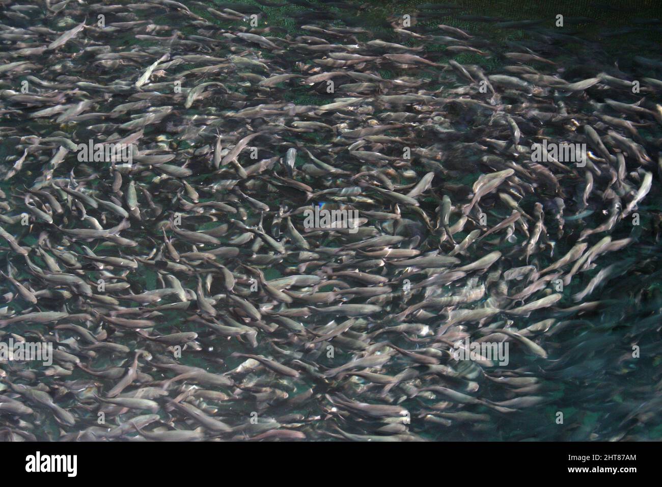 Beautiful shot of a group of small fishes swimming in the ocean Stock ...