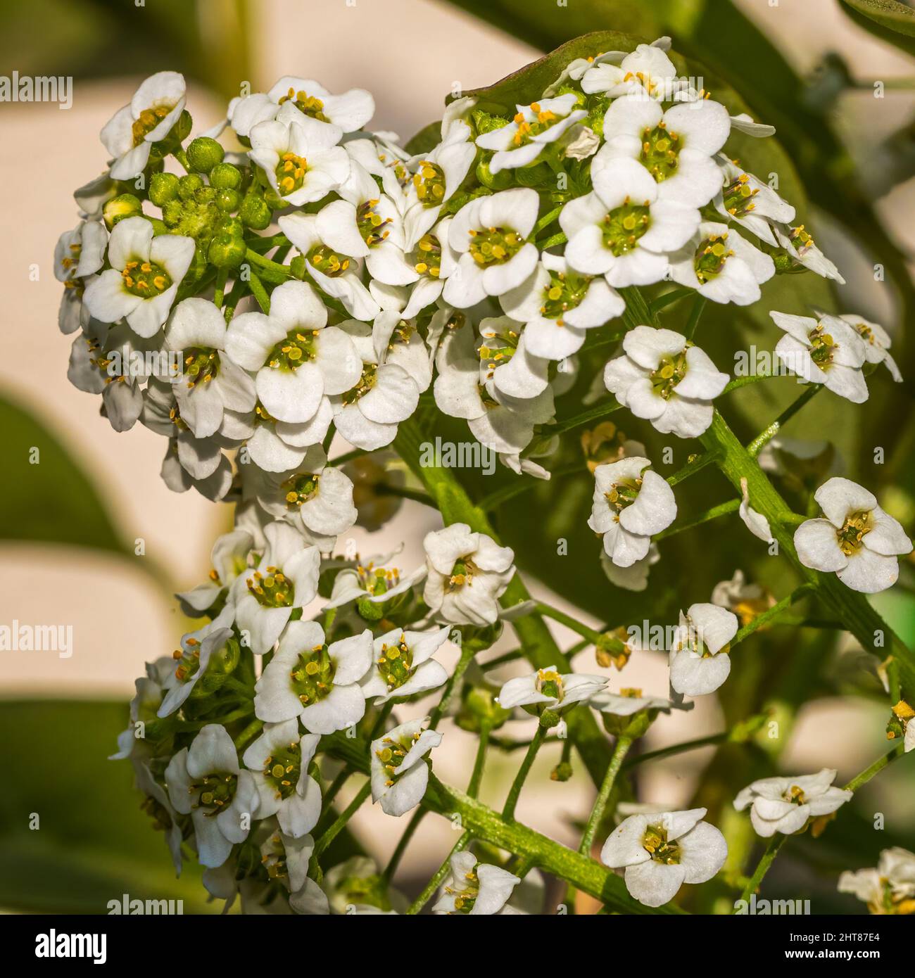 White sweet alyssum hi-res stock photography and images - Alamy