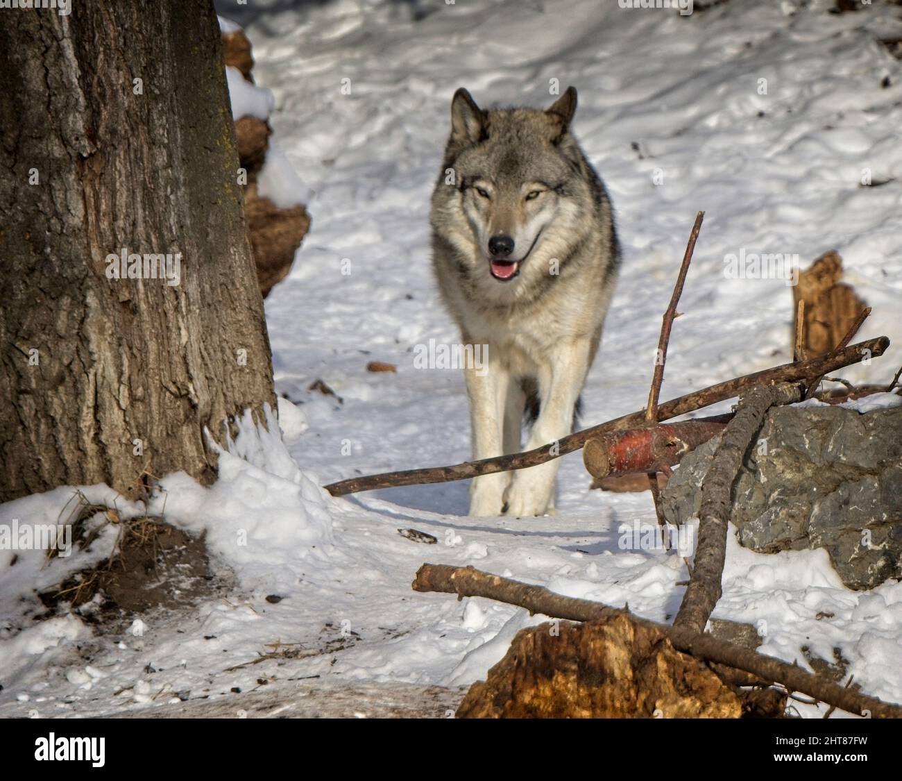 Grey Wolf Calgary Zoo Alberta Stock Photo - Alamy
