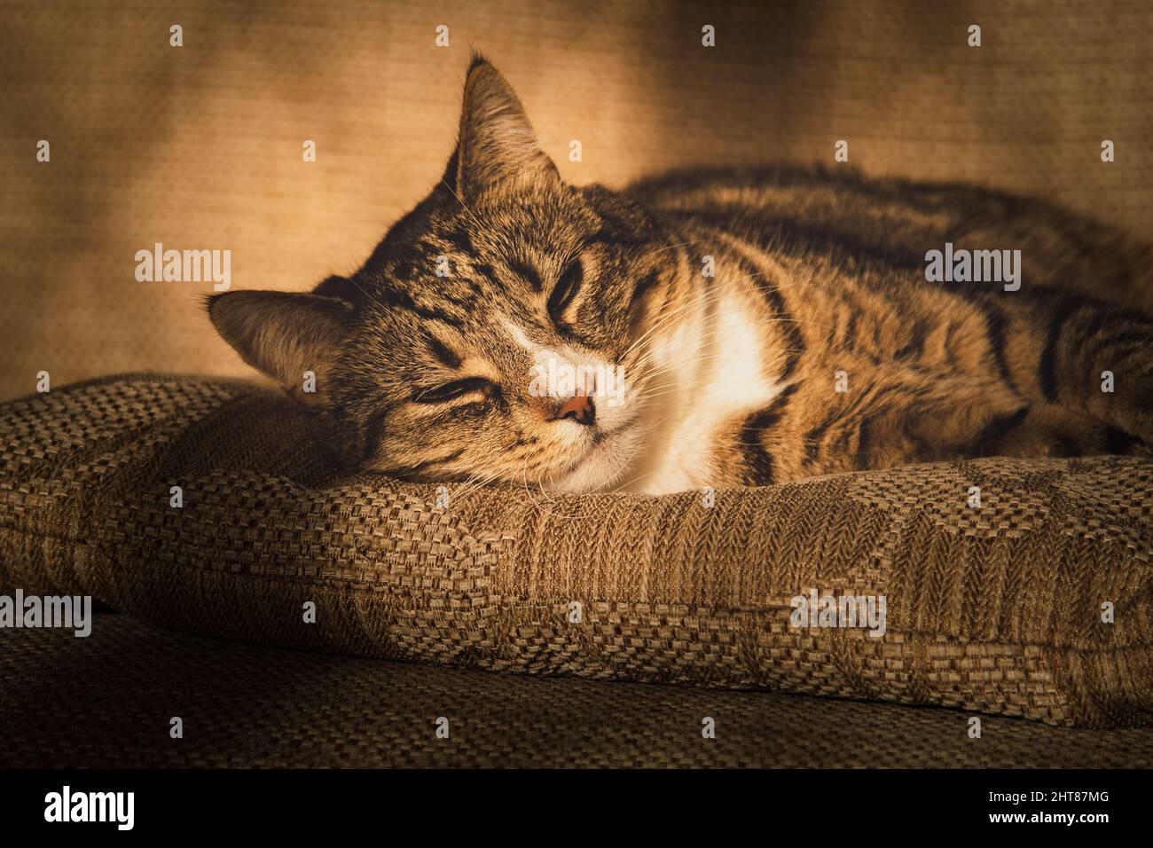 Sleepy kitty resting on the couch Stock Photo - Alamy