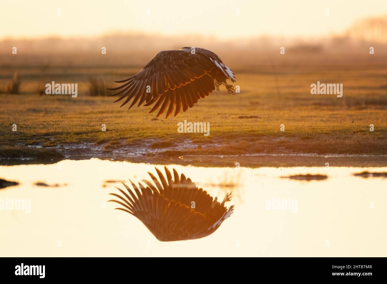 White-tailed eagle flying over ther water with reflection visible on ...