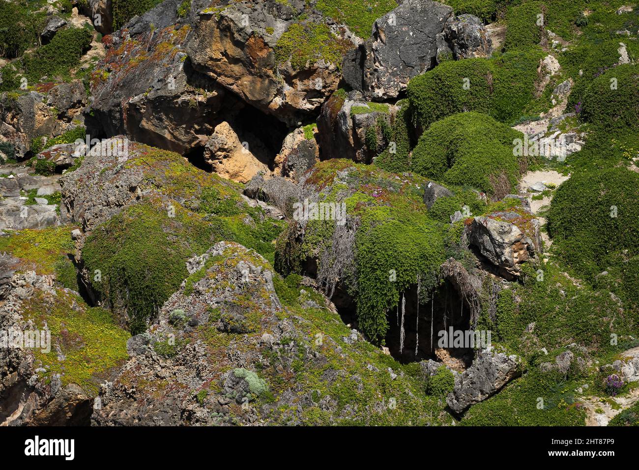 Rocks covered with green moss in Australia Stock Photo - Alamy