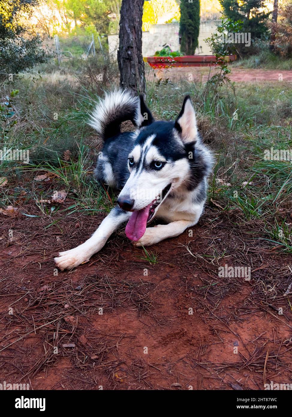 Closeup shot of a husky puppy sitting on a grass in a park with trees ...