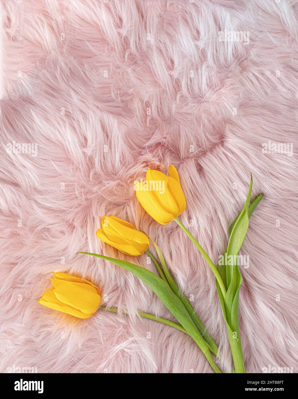 Vintage, alternative fresh Spring yellow tulip flowers on a fluffy ...