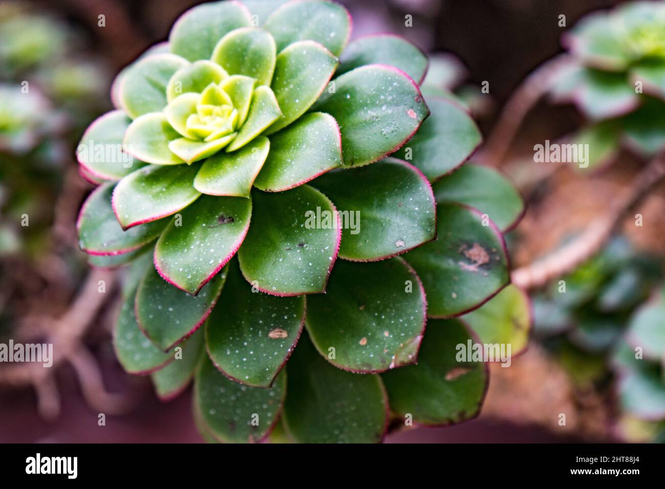 Closeup of a Aeonium plant in the botanical garden in Singapore Stock ...