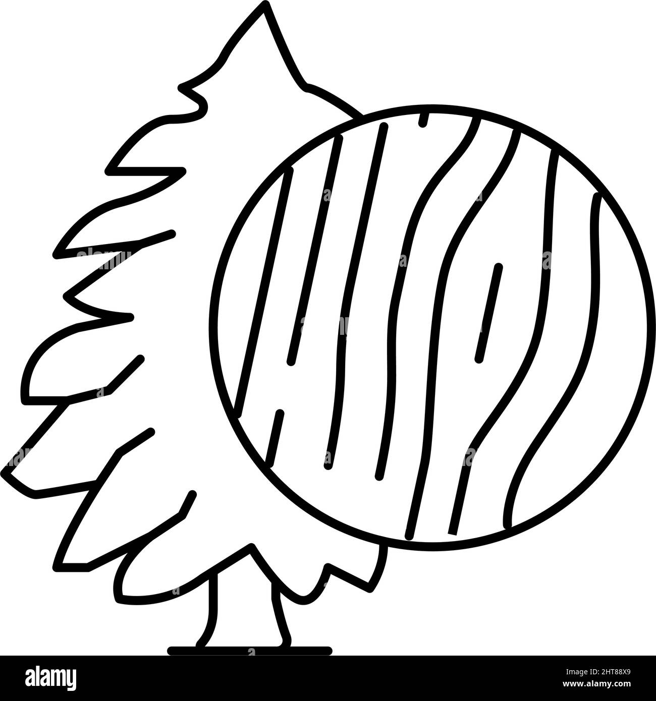 Cedar tree leaves Black and White Stock Photos & Images - Alamy