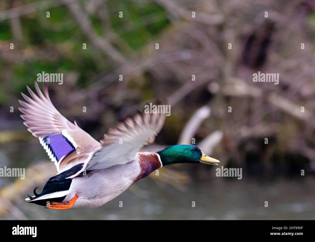 Flying male mallard in the air Stock Photo - Alamy