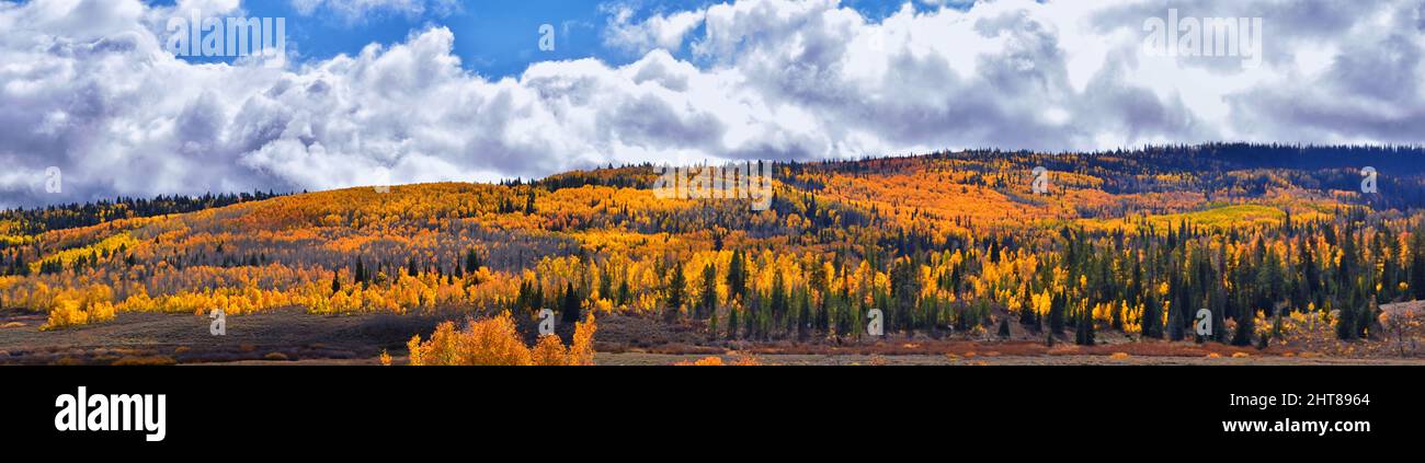 Daniels Summit autumn quaking aspen leaves by Strawberry Reservoir in ...