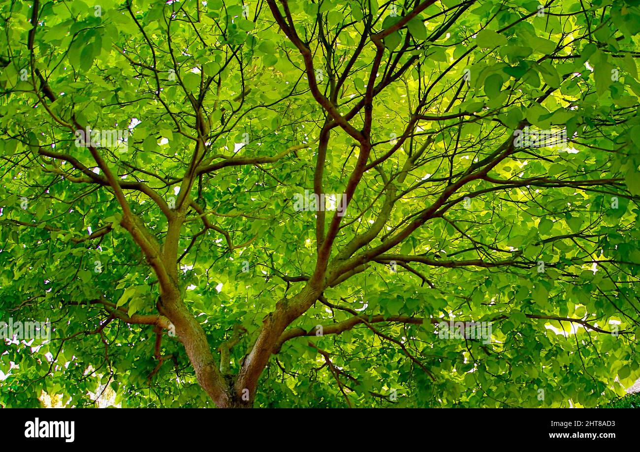 Indian Bean Tree Stock Photo - Alamy