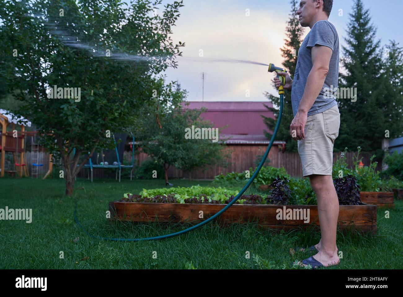 A man is hosing outdoor plants in the garden. Jet spraying of water in ...