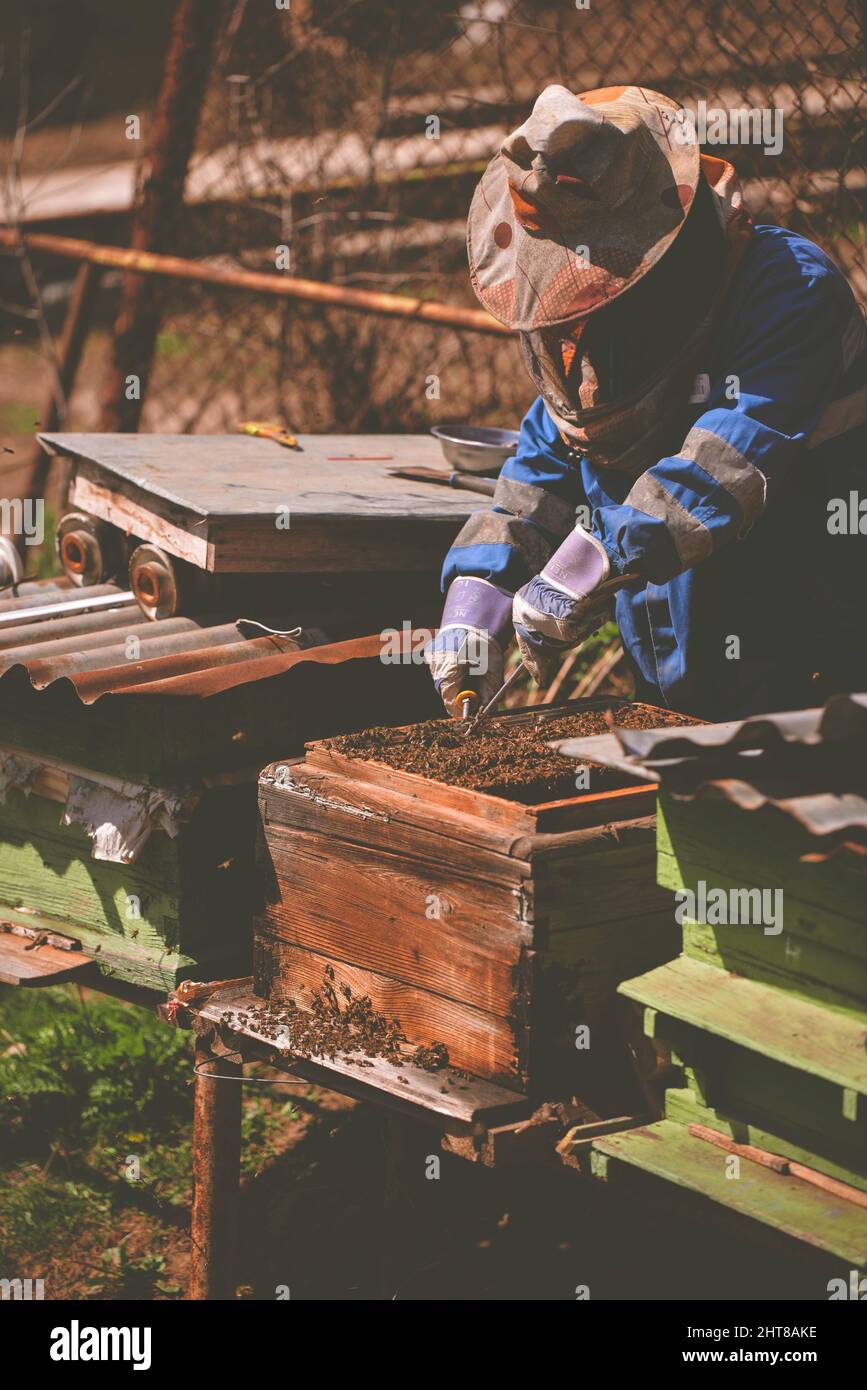 Male beekeeper opening the hive in the garden using a protective mask ...