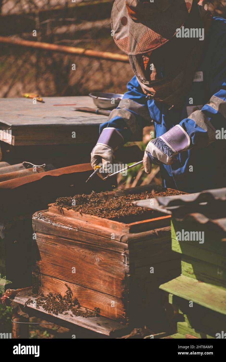 Male beekeeper opening the hive in the garden using a protective mask ...