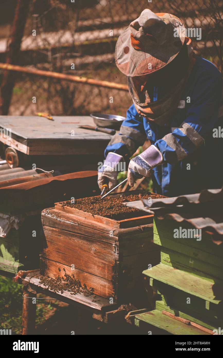 Male beekeeper opening the hive in the garden using a protective mask ...