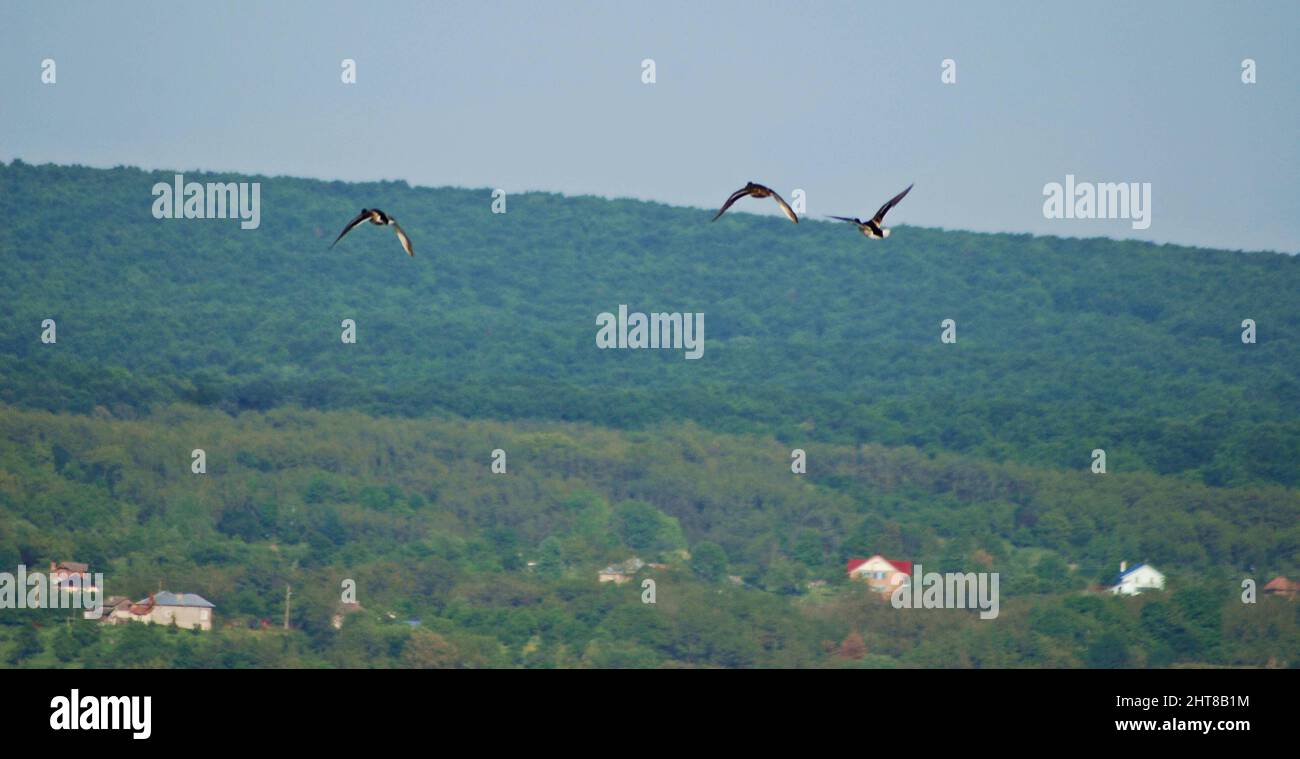 Low angle shot of a small flock of birds flying against mountain with ...