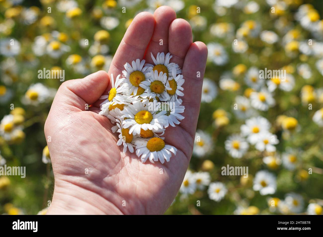 Shallow focus of a hand holding while camomile flowers with green field ...