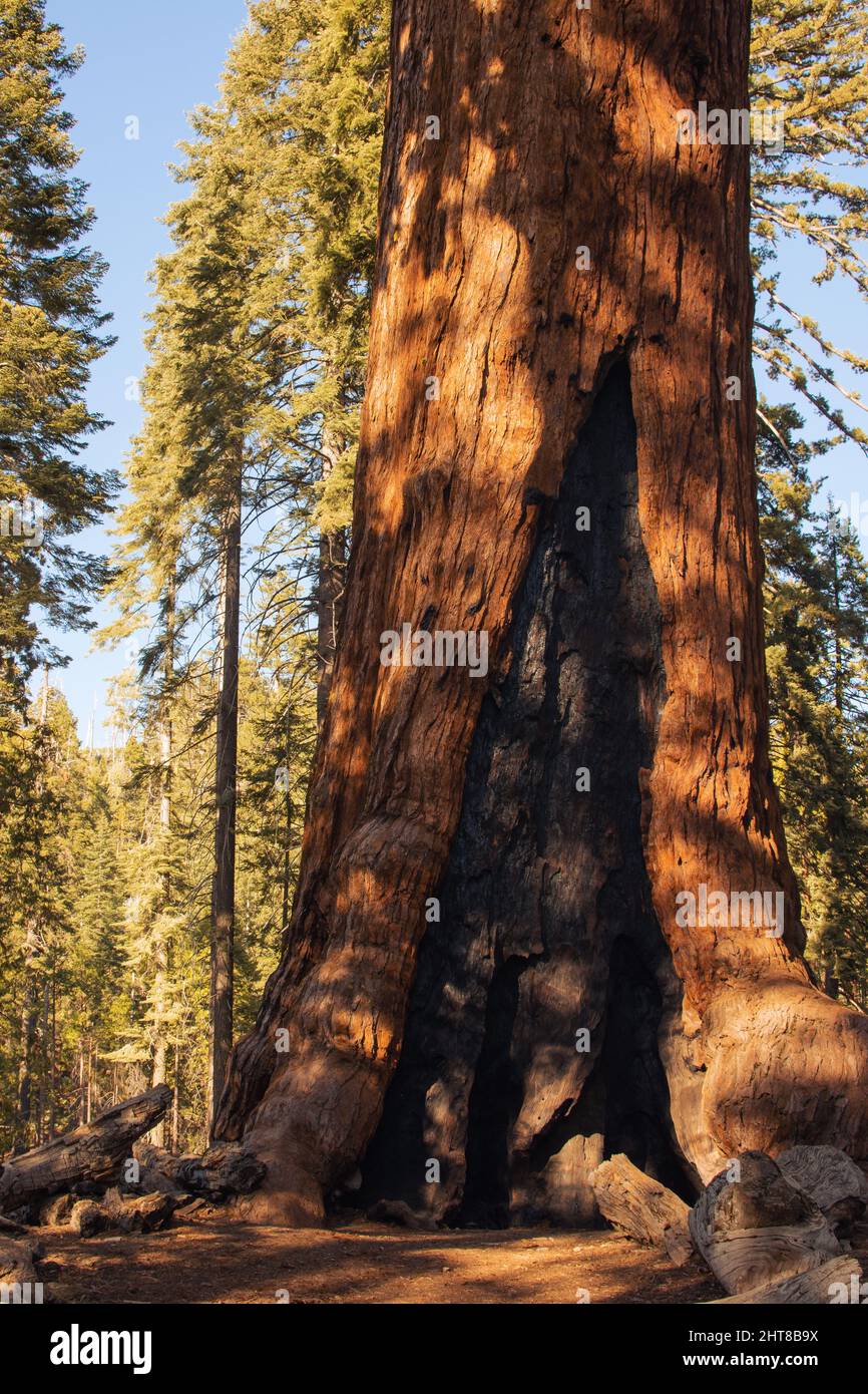 Autumnal natural landscape from Yosemite National Park, California ...