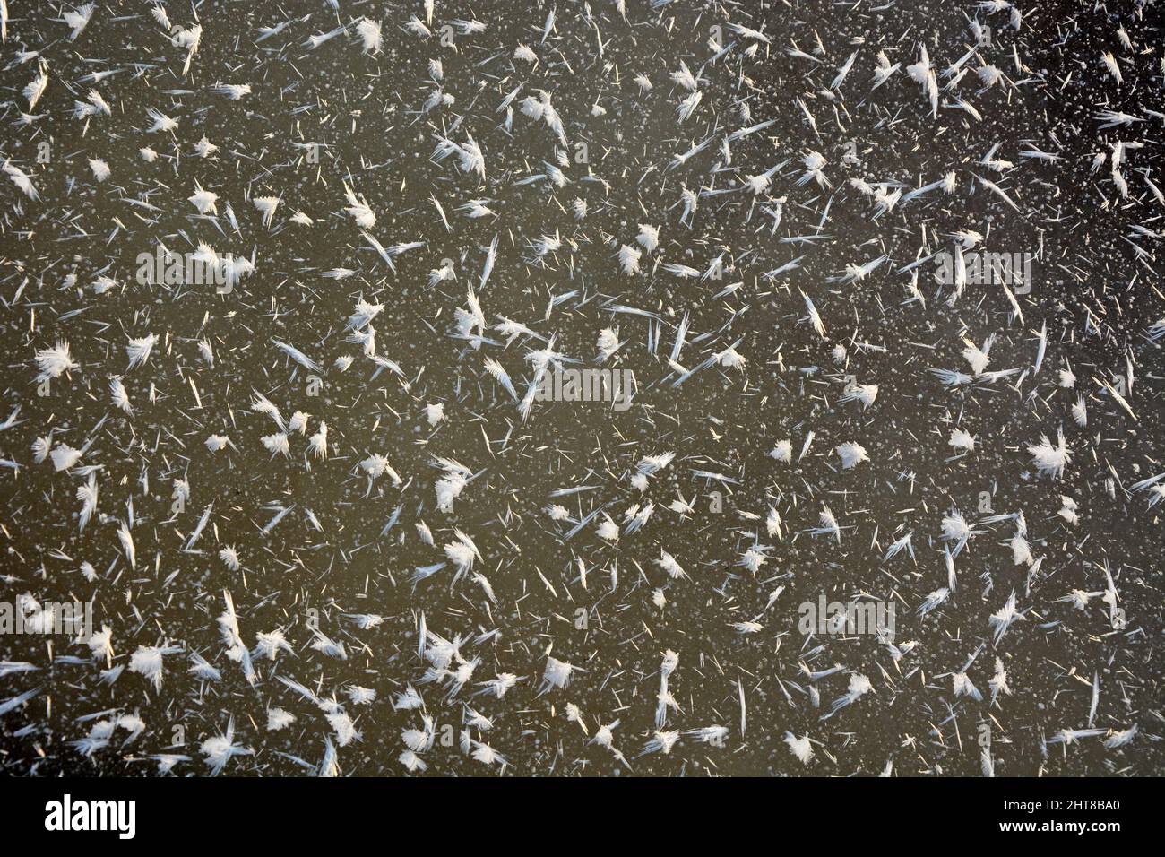 Beautiful effect - snow stars on ice. A pattern that forms only in ...