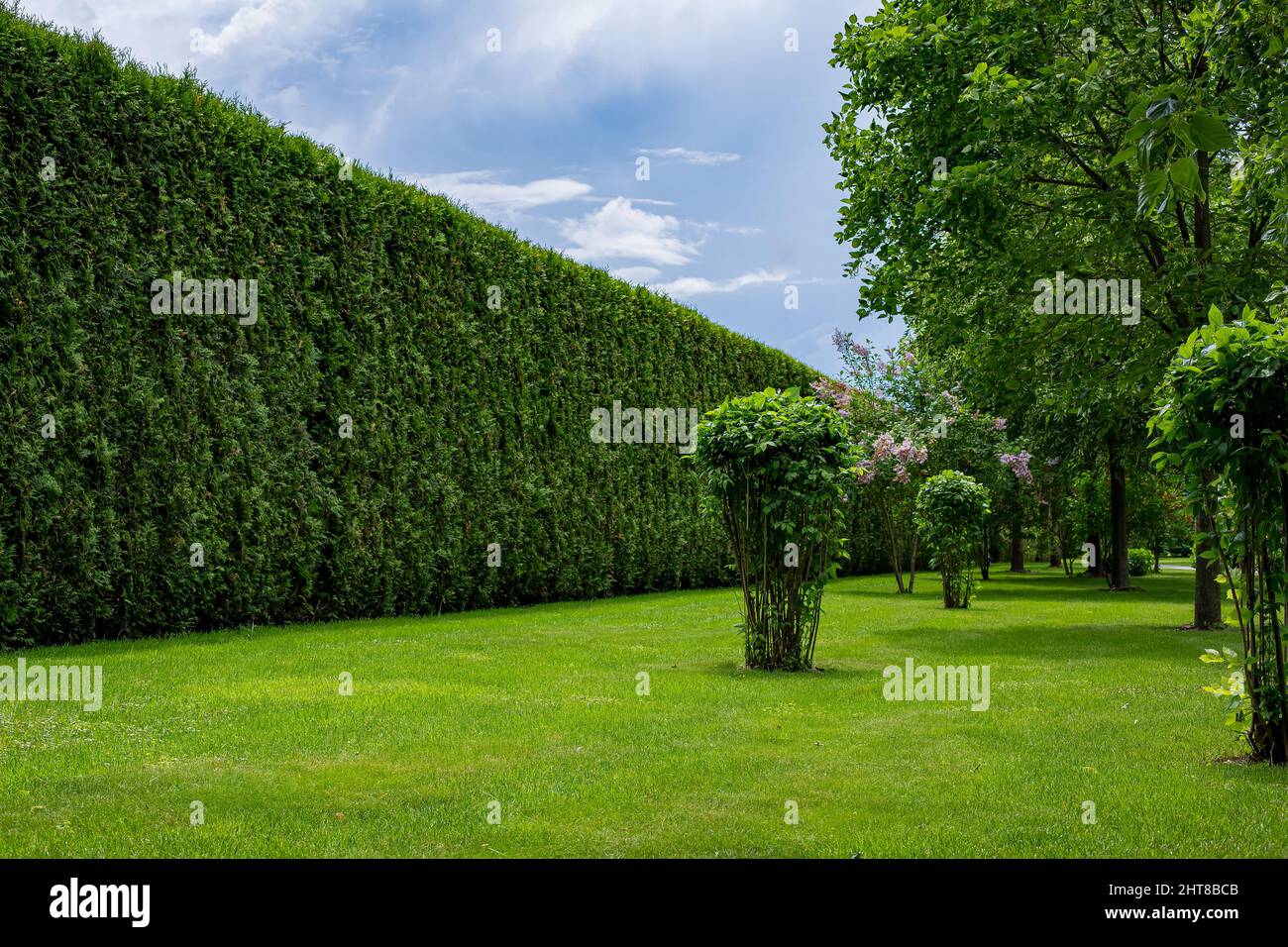 high hedge of evergreen arborvitae thuja near of a green turf lawn with ...
