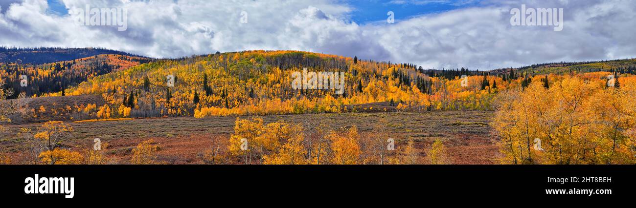 Daniels Summit autumn quaking aspen leaves by Strawberry Reservoir in ...