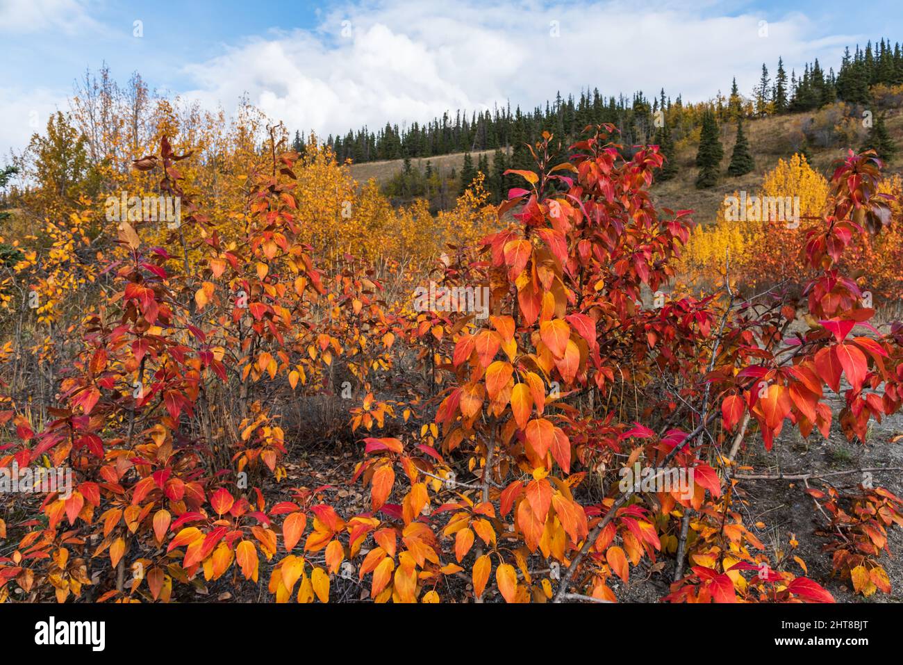 Fall red colored plants in a golden landscape from Yukon Territory ...