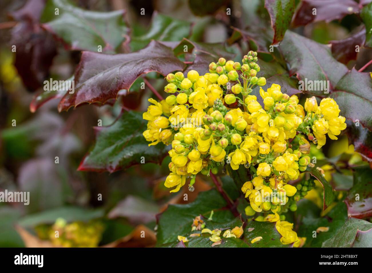 Berberine or Chinese Barberry (Berberis sp.), shrub with small yellow ...
