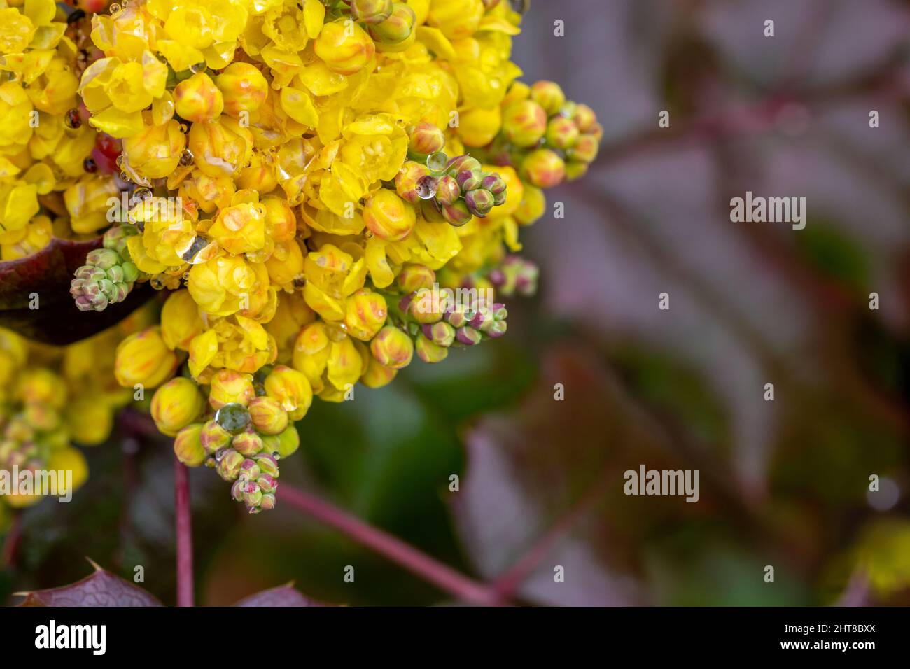 Berberine or Chinese Barberry (Berberis sp.), shrub with small yellow ...