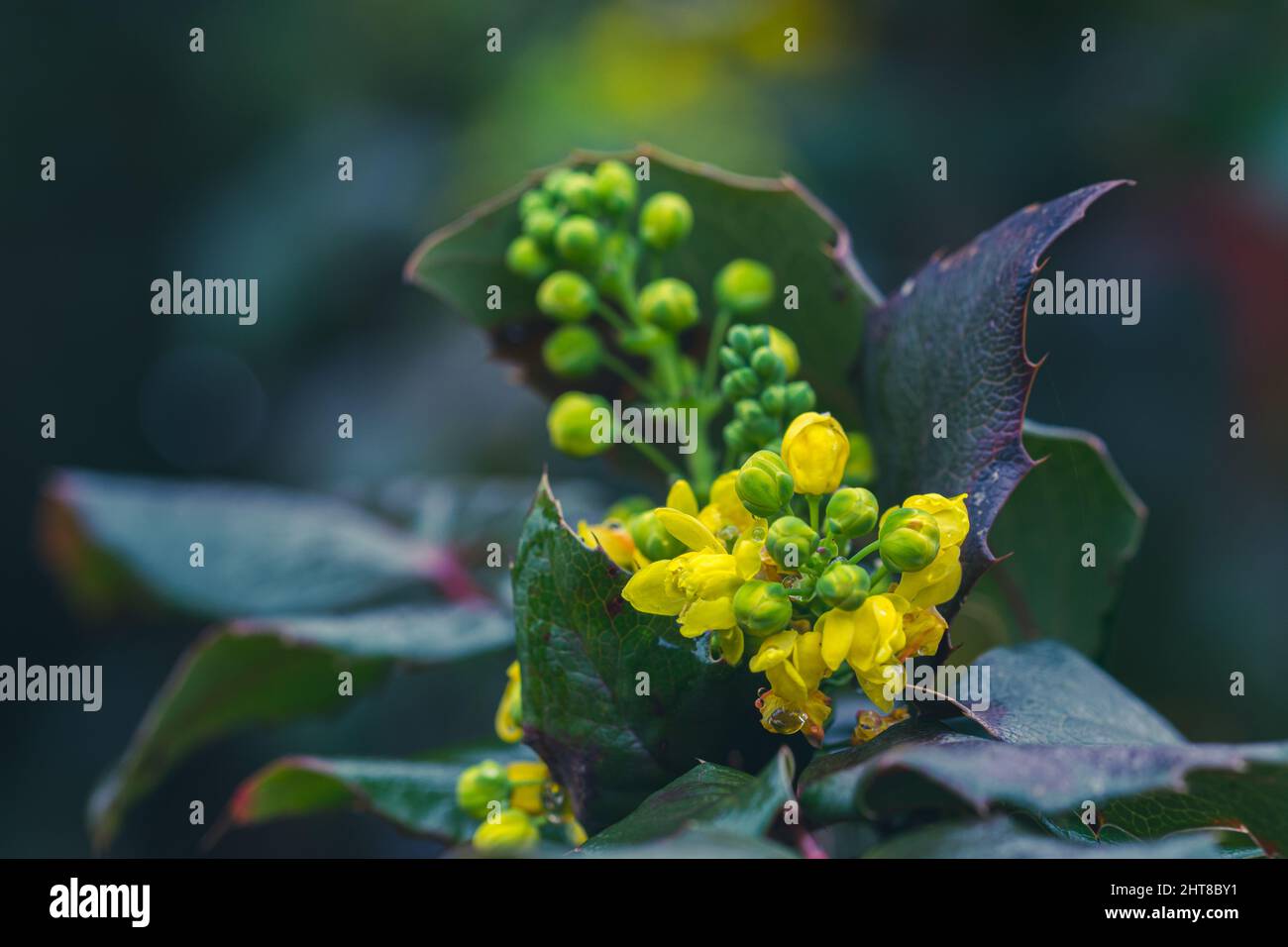 Berberine or Chinese Barberry (Berberis sp.), shrub with small yellow ...