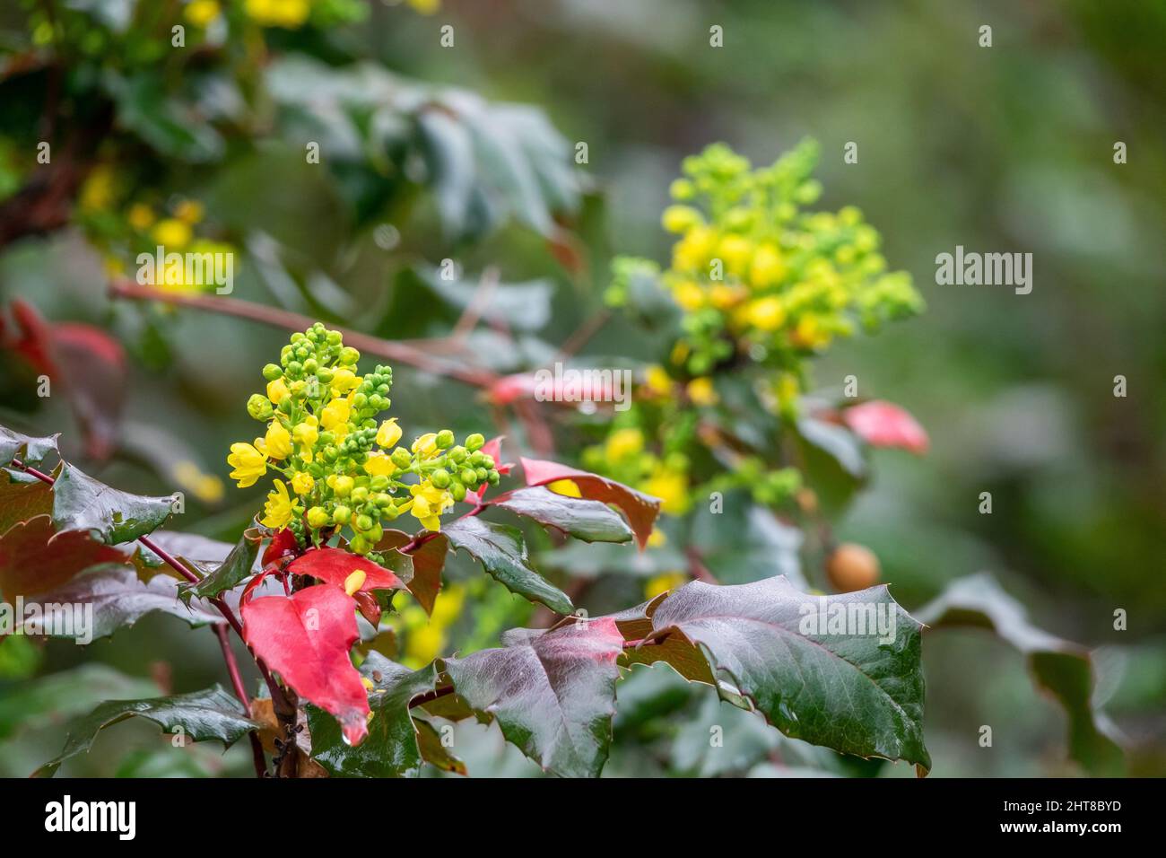 Berberine or Chinese Barberry (Berberis sp.), shrub with small yellow ...