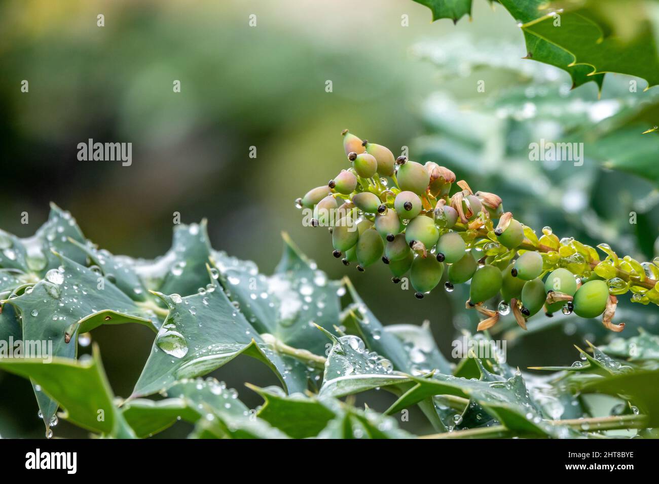 Berberine or Chinese Barberry (Berberis sp.), shrub with small yellow ...