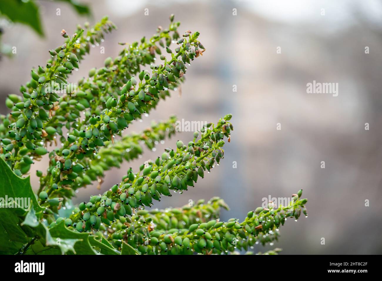 Berberine or Chinese Barberry (Berberis sp.), shrub with small yellow ...