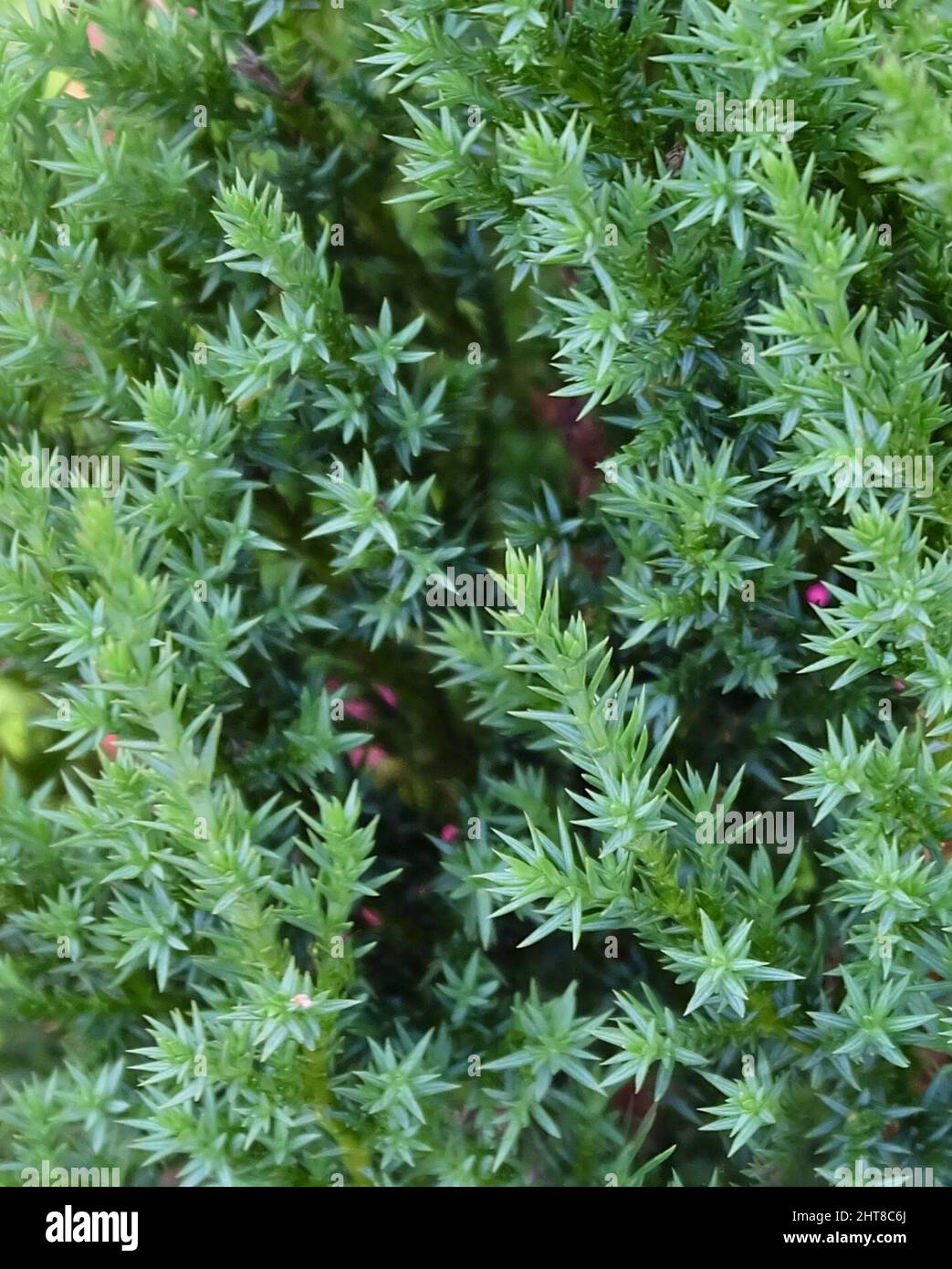 Background of Taxus Bccata, English Yew or European Yew Bush Tree Stock ...