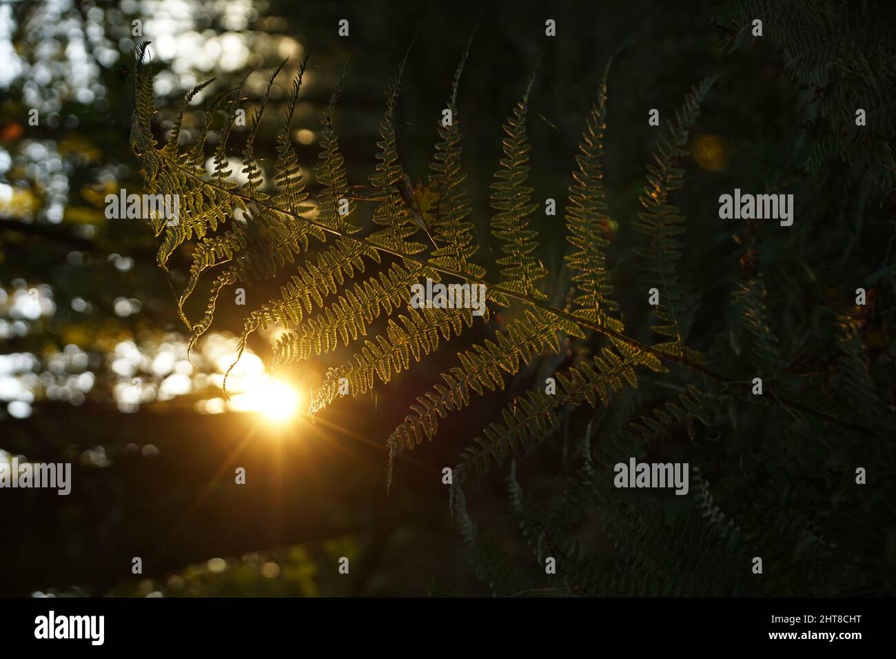 Beautiful shot of the rays of the sun through the vascular plant Stock ...