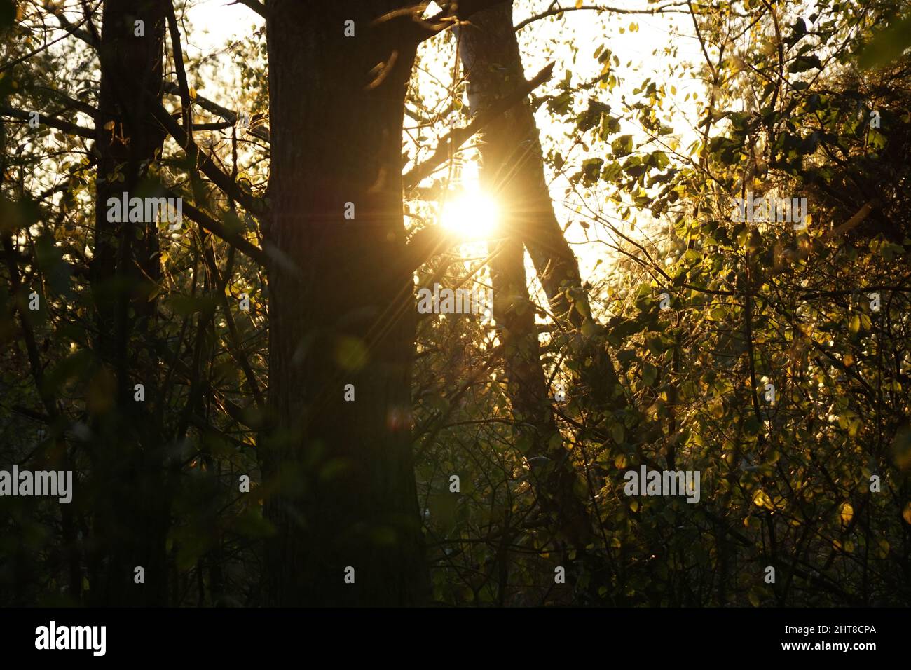 Beautiful shot of the rays of the sun through the trees Stock Photo - Alamy