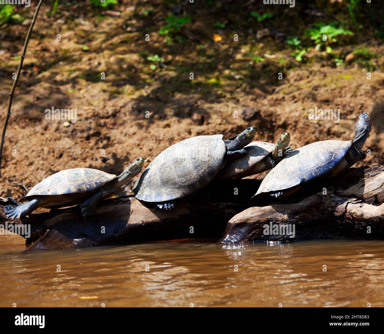 Closeup portrait of Yellow-spotted river turtles (Podocnemis unifilis ...