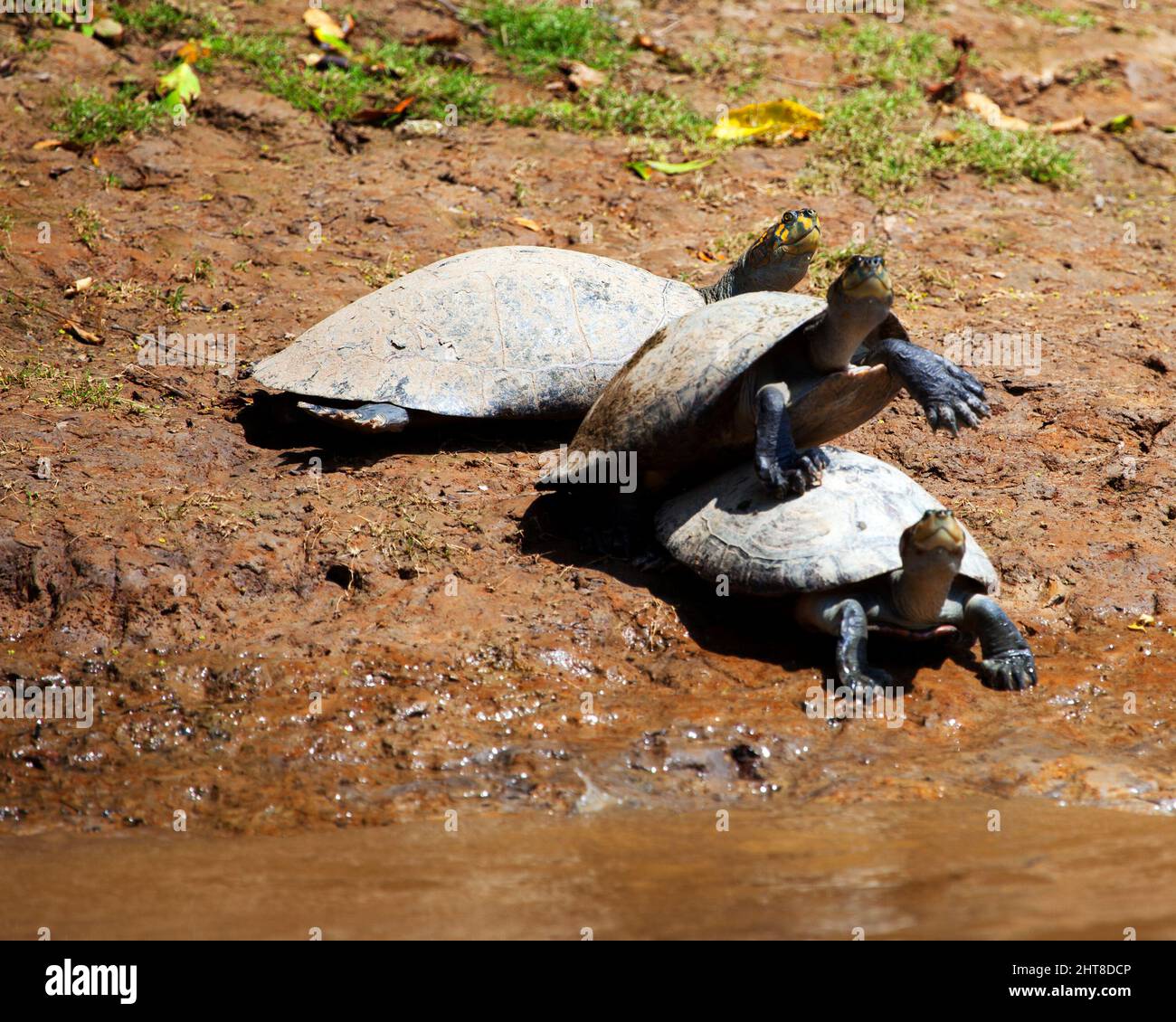 Closeup portrait of Yellow-spotted river turtles (Podocnemis unifilis ...