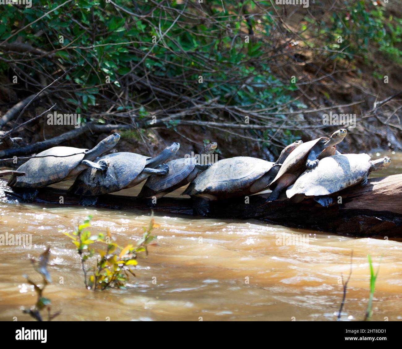 Closeup portrait of Yellow-spotted river turtles (Podocnemis unifilis ...