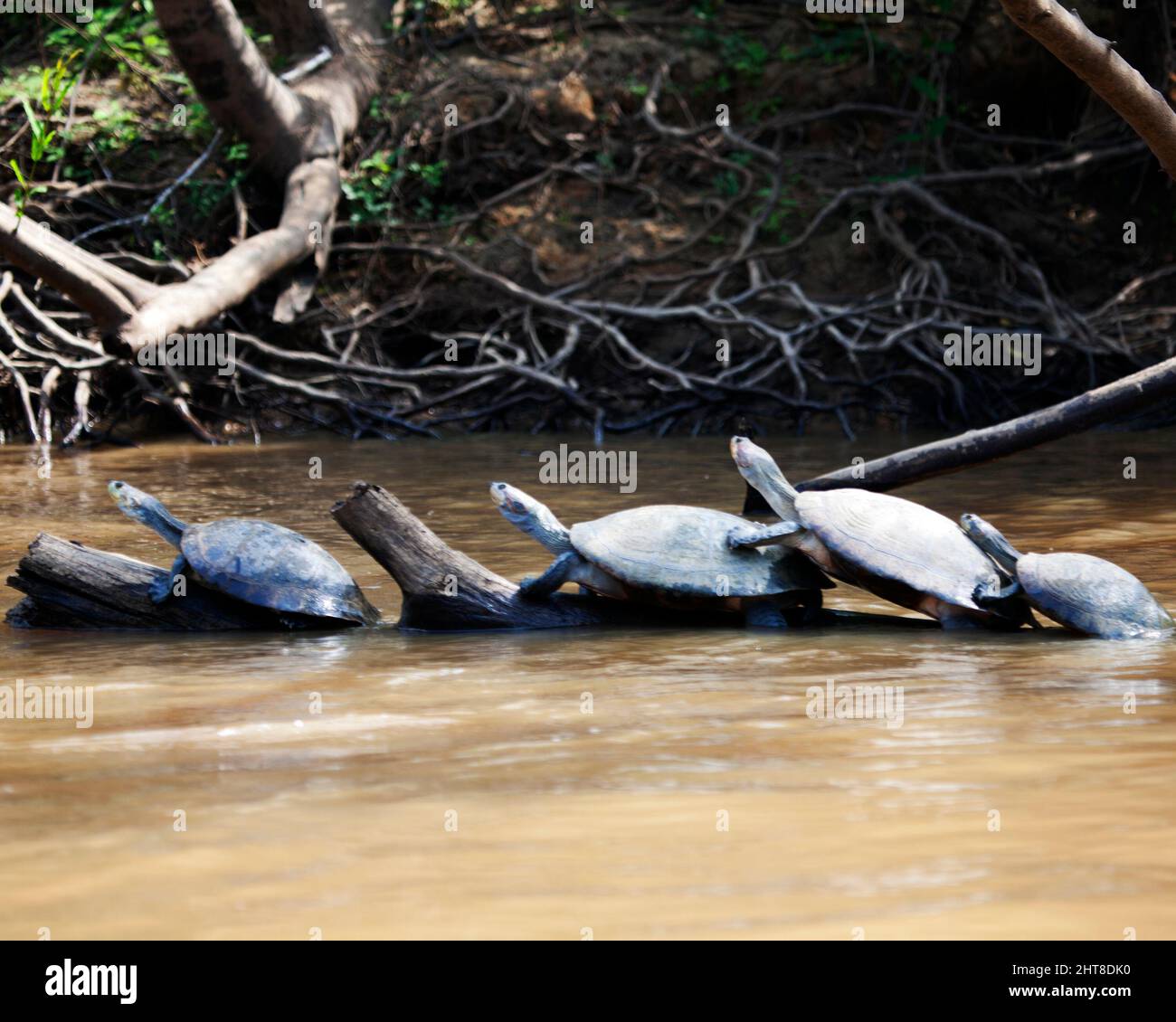 Closeup portrait of Yellow-spotted river turtles (Podocnemis unifilis ...