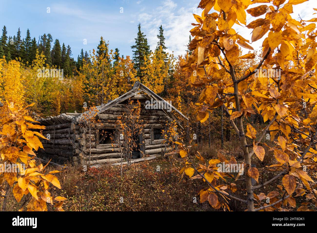 Old gold rush era log cabin seen in fall autumn season with blue sky ...