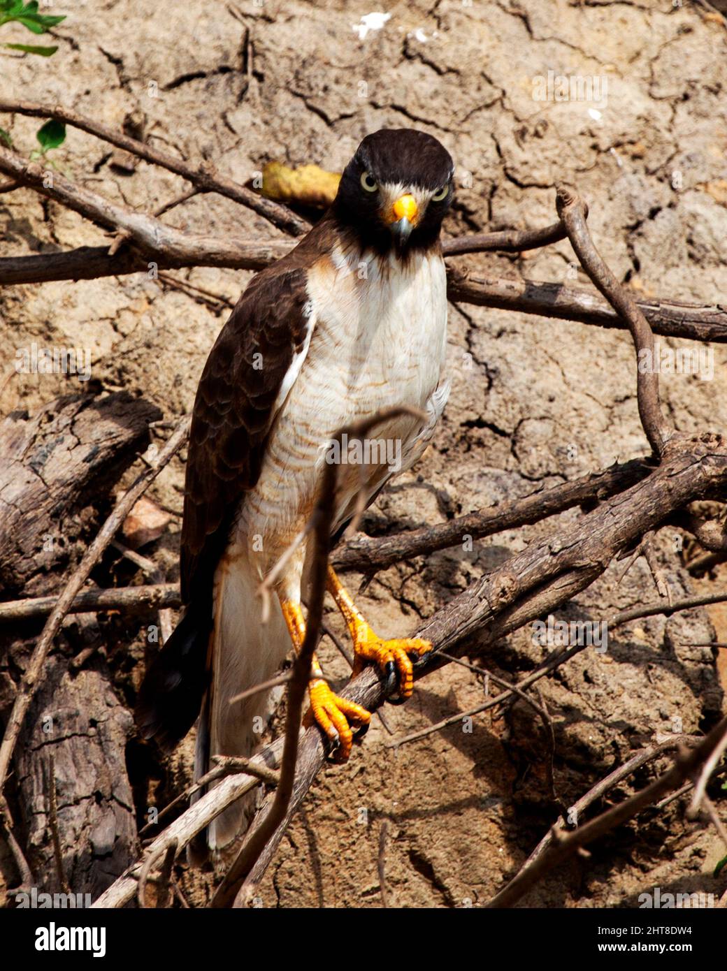 Closeup portrait of a Golden Eagle (Aquila chrysaetos) standing upright ...