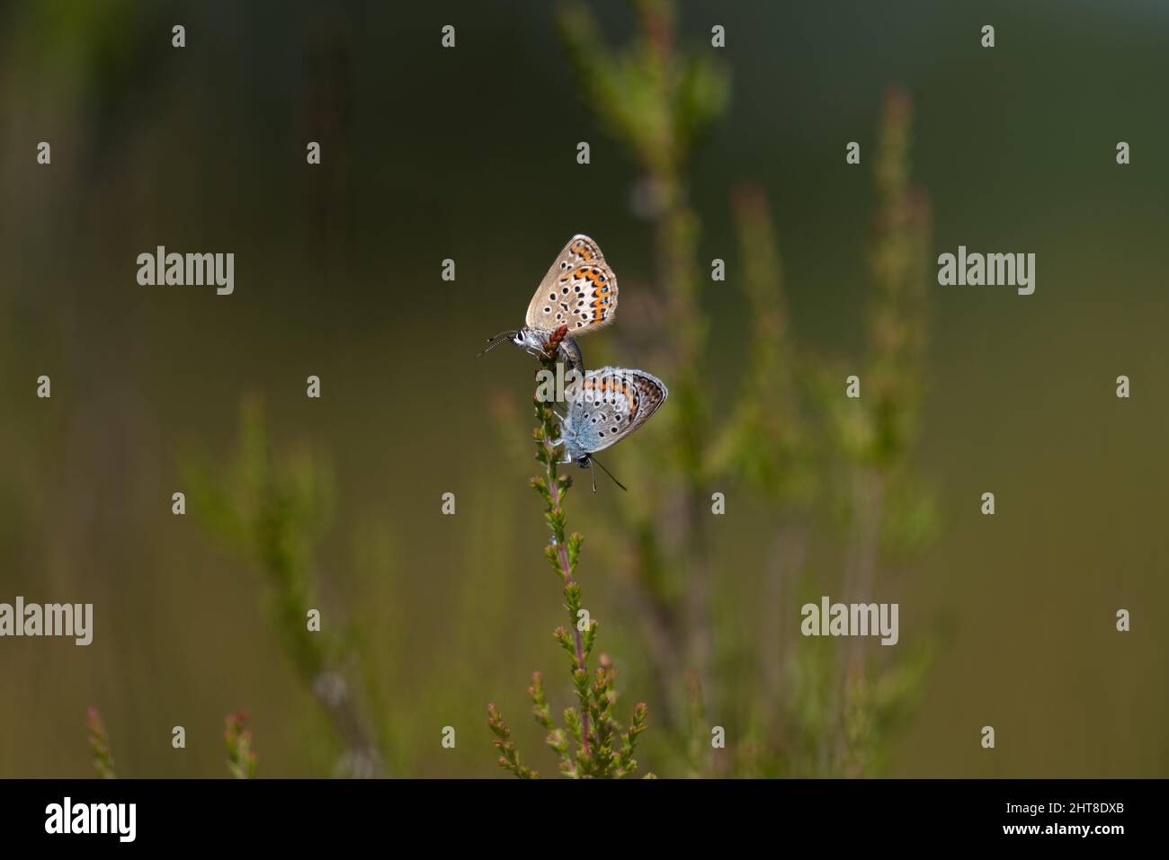 Icaruss hi-res stock photography and images - Alamy