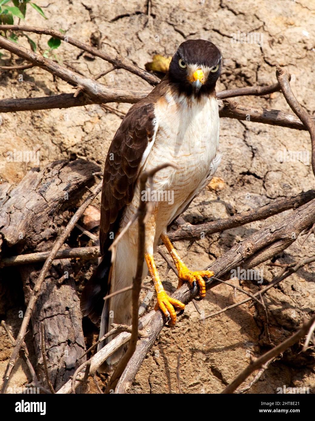 Closeup portrait of a Golden Eagle (Aquila chrysaetos) standing upright ...