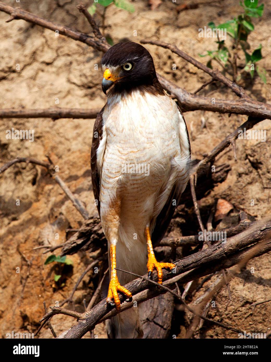 Closeup portrait of a Golden Eagle (Aquila chrysaetos) standing upright ...