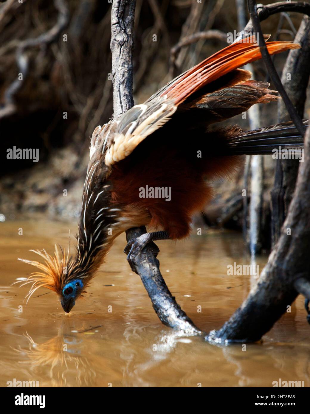 Closeup portrait of bizarre looking colorful Hoatzin (Opisthocomus ...