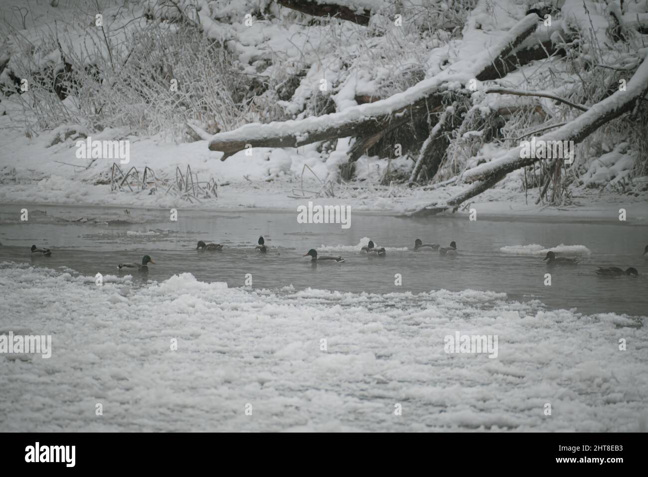 Greyscale of wild ducks swimming in the cold freezing river Stock Photo ...
