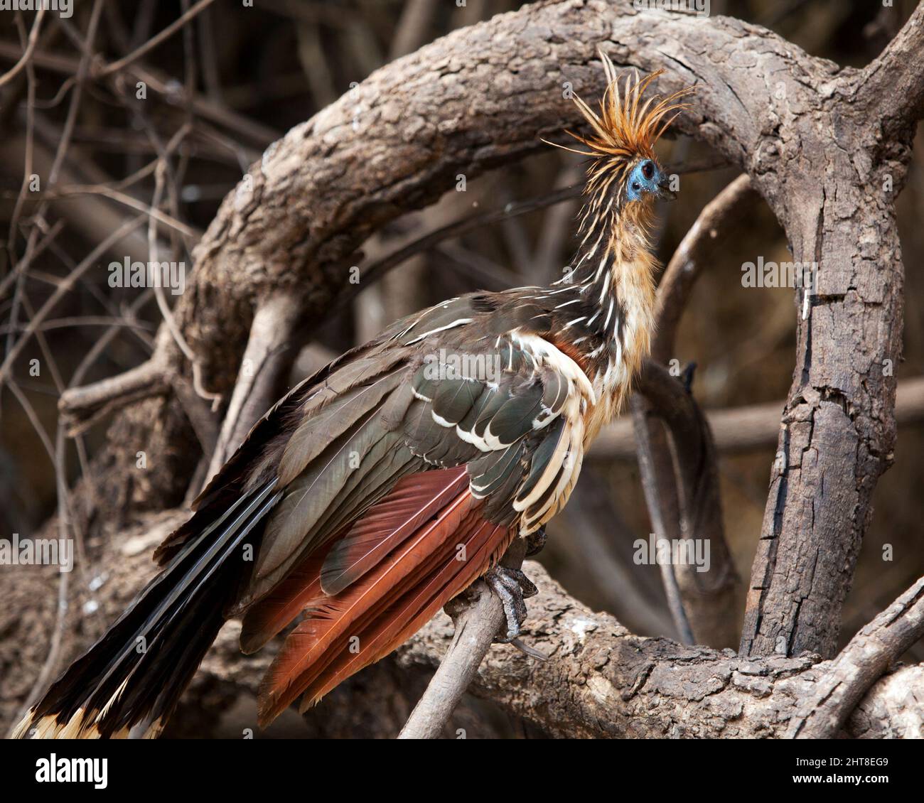 Closeup portrait of bizarre looking colorful Hoatzin (Opisthocomus ...