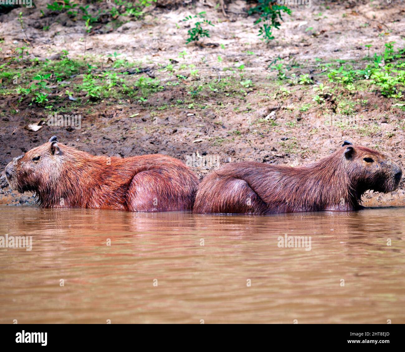 The capybara with animals on its back hi-res stock photography and ...