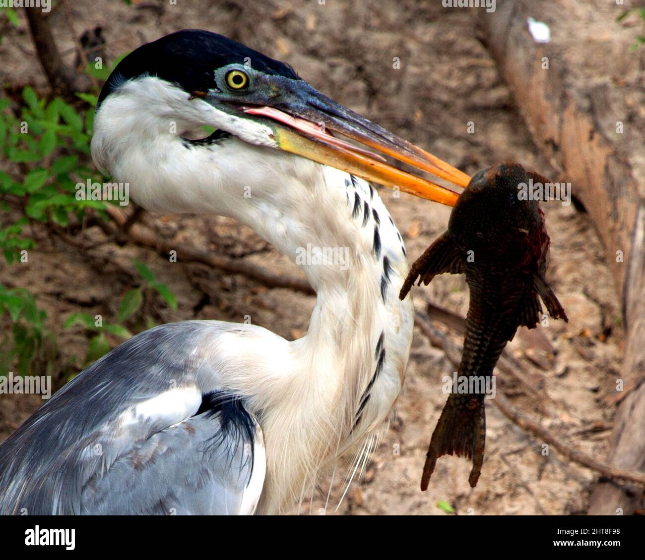 Closeup portrait of Cocoi Heron (Ardea cocoi) hunting with live fish in ...