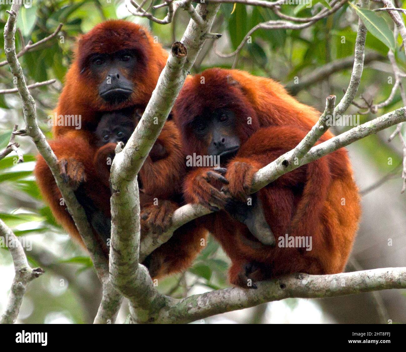 Closeup portrait of a family of Bolivian red howler monkeys (Alouatta ...