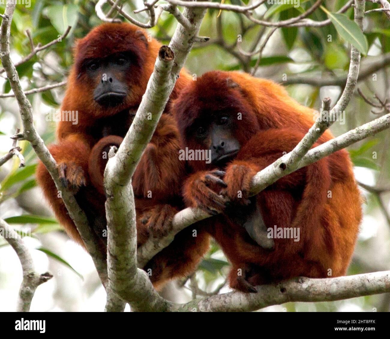 Closeup portrait of a family of Bolivian red howler monkeys (Alouatta ...
