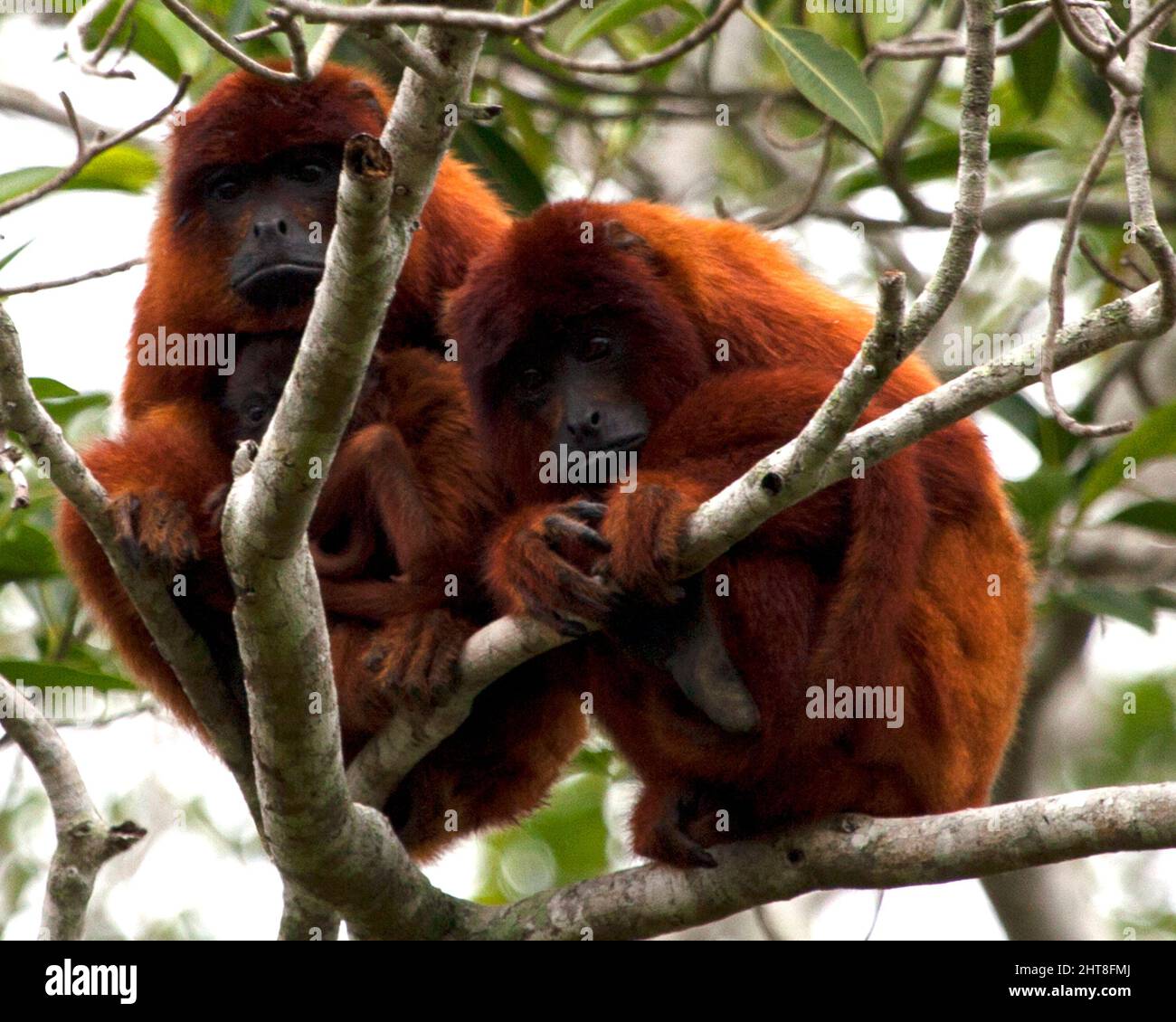 Closeup portrait of a family of Bolivian red howler monkeys (Alouatta ...
